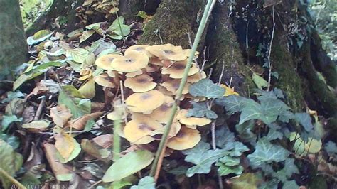 Honey Fungus Armillariella Mellea მანჭკვალა სოკო Youtube