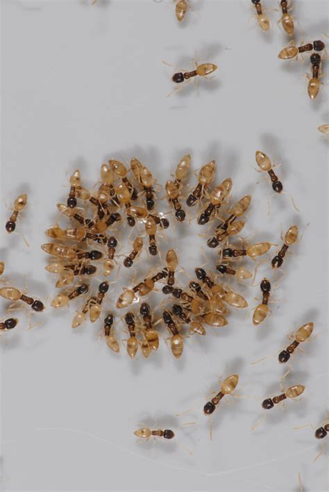 Aepma Pest Profile Ghost Ant