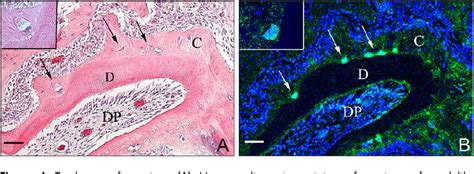 Figure 4 From Adult Human Gingival Epithelial Cells As A Source For