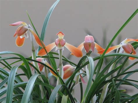 春蘭展 大阪の植物園 咲くやこの花館
