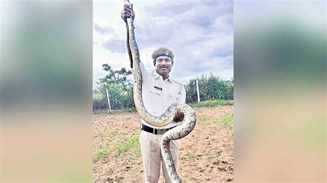 పెబ్బేరులో పది అడుగుల కొండచిలువ Namasthe Telangana