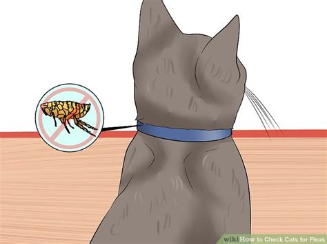 How To Check Cats For Fleas 13 Steps With Pictures WikiHow