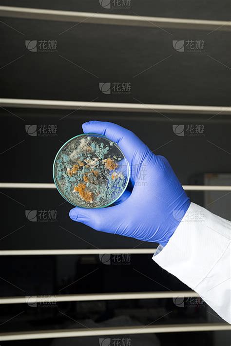 培养皿中有青霉菌