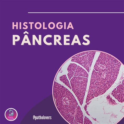 Histologia Da Glandula Pancreas
