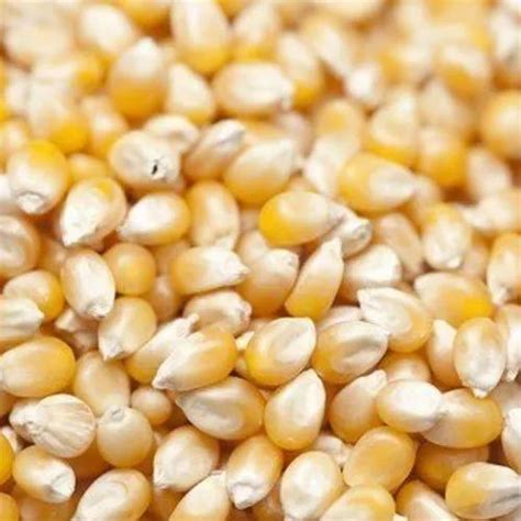 Raw Maize Grain High In Protein At Rs 25 Kg In Varanasi Id 11191001112