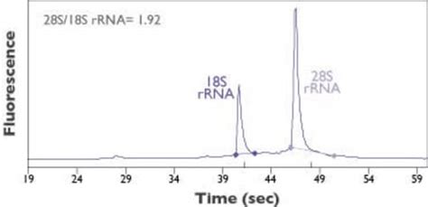 RNAqueous 96 Total RNA Isolation Kit Thermo Fisher Scientific