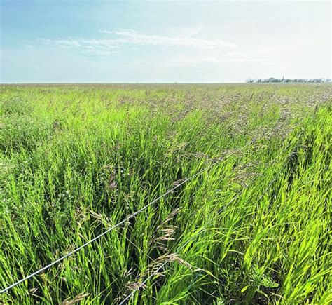 More Emphasis On Nitrogen Can Benefit Forage Stands The Western Producer