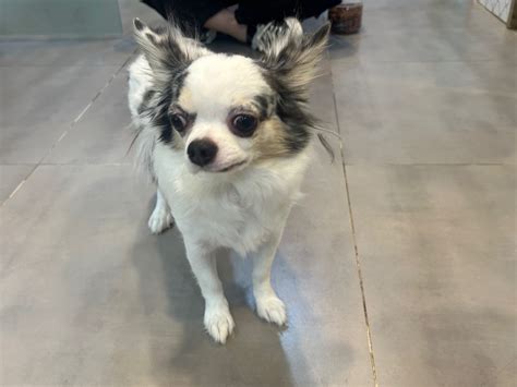 치와와 토리 노르웨이숲성격 데본렉스성격 뱅갈성격 샴성격 셀커크렉스성격 스핑크스성격 아메리칸숏헤어성격 아메리칸컬성격 아비시니안성격 엑조틱성격 터키시앙고라성격 페르시안성격