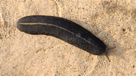 Tropical Black Shell Leaf Snail Terrestrial Pulmonate Gastropod