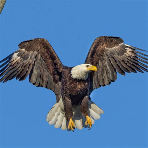 Bald Eagle Art Etsy