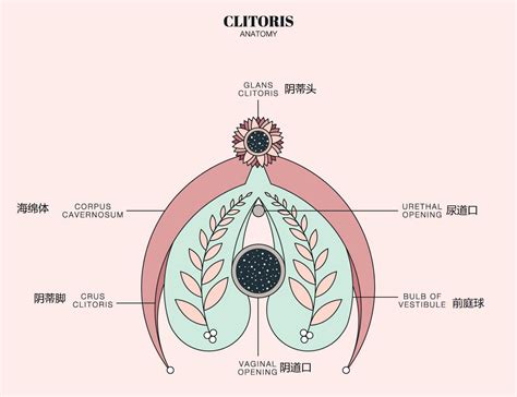 豆豆是什么？在哪里”「80 的女性」不知道阴蒂圈子 新氧美容整形