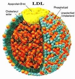 HDL And LDL The Good And Bad Cholesterol Myth Part 1