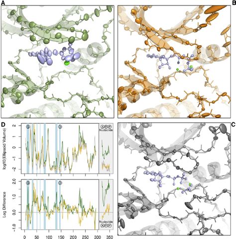 Extent Of Protein Backbone Fluctuations In Three Md Trajectories