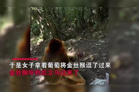 女子自驾游遇到金丝猴，性格温顺软萌可爱：果然身价越高越有礼貌金丝猴身价性格