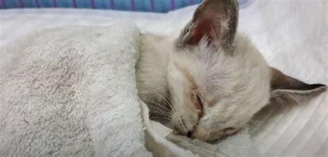 この猫に触るなと言われたが、彼は耳を貸さなかった 数日後、警官が彼のドアをノックした。 Page 28 Of 50 Daily