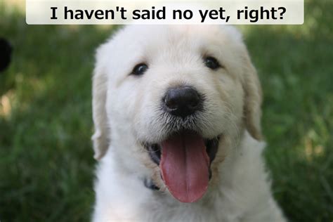 100 Funny And Creative Ways To Say Yes Pairedlife