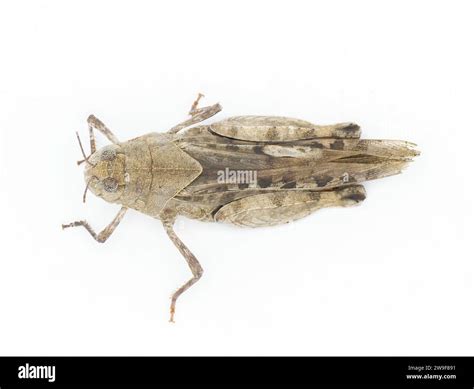 Orange Winged Grasshopper Pardalophora Phoenicoptera Very Large