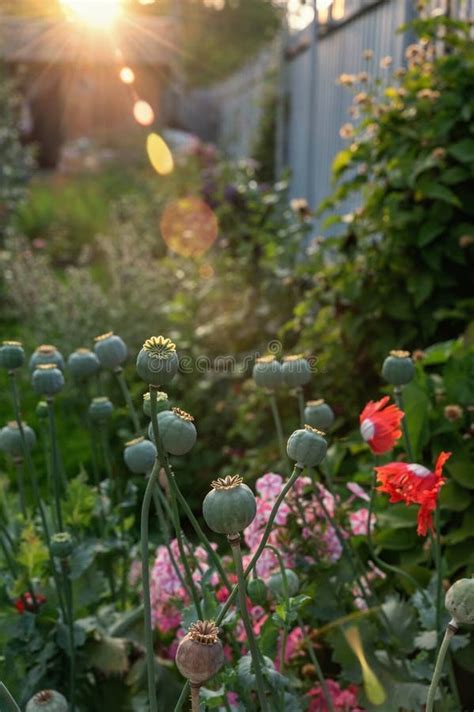 Opium Poppy Heads Close Up Papaver Somniferum Commonly Known As