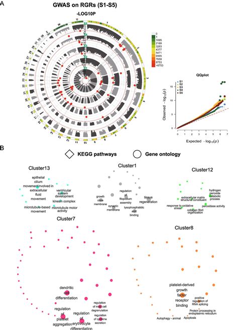 SNPs Associated With The RGRs A GWAS Between Genotypes And RGRs Left