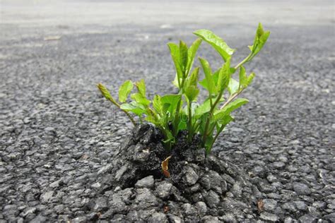 The Tree Breaks Through The Concrete The Power Of Nature Restoration