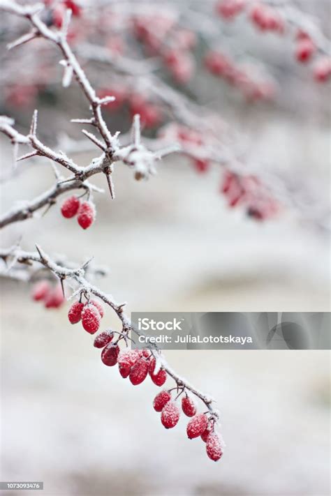 매 발톱 나무의의 열매 매 발톱 나무는 분 지에 매 발톱 나무 가지에 서 리에 0명에 대한 스톡 사진 및 기타 이미지 0명 12월 가시 Istock