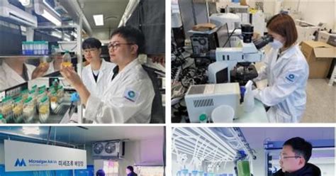 해양미세조류 활용 체지방 감소 건강기능식품 개발