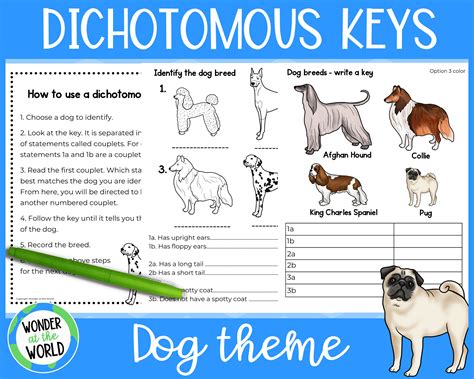Blank Dichotomous Key Worksheet