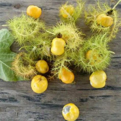 Jual Buah Markisa Mini Rambusa Matang Shopee Indonesia