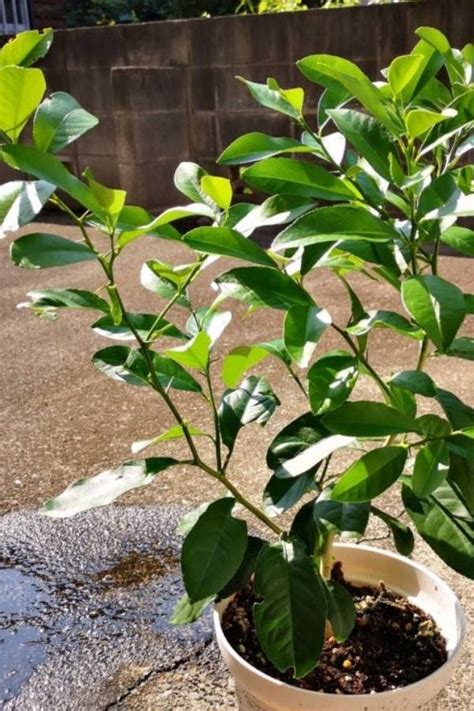 Dealing With White Spots On Lemon Tree Leaves Garden For Indoor
