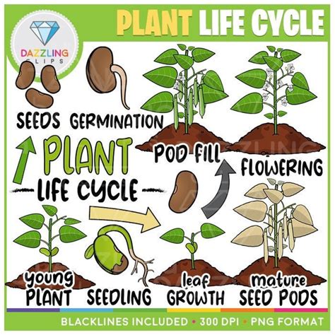 Plant Life Cycle Clip Art Instant Download Educational Clipart