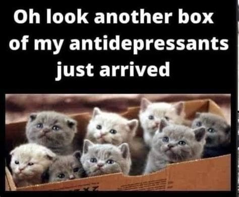 A Smol Collection Of Wholesome Cat Memes For A Brighter Day Cat Memes