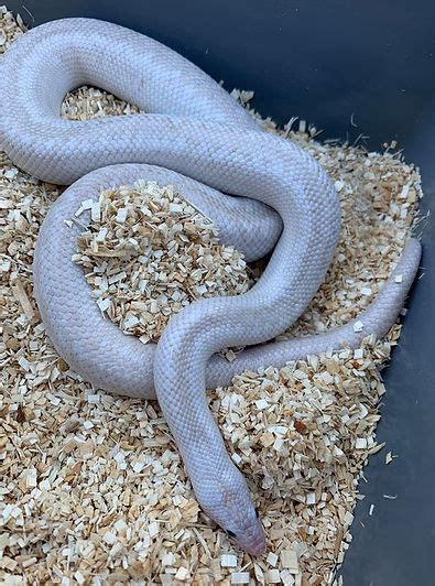 Pearl Rosy Boa Morphs