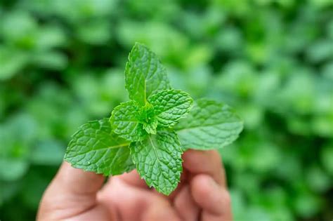 집이나 정원에서의 민트 식물 종류와 관리에 대한 완벽한 가이드