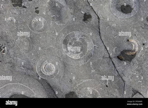 Petrification Fossil Fossilium Fossilised Fossilised Fossilised