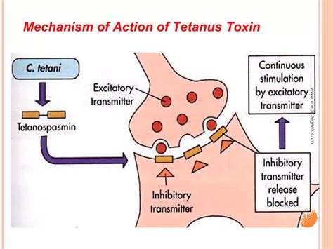 Tetanus Presentation Ppt