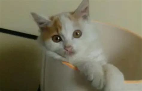 为什么养猫的人越来越多三大原因道出年轻人的心酸 宠界新闻