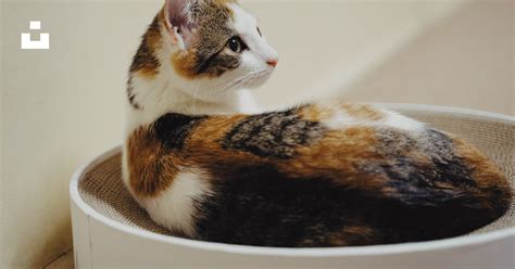 흰 그릇에 앉아 있는 옥양목 고양이 사진 Unsplash의 무료 고양이 이미지