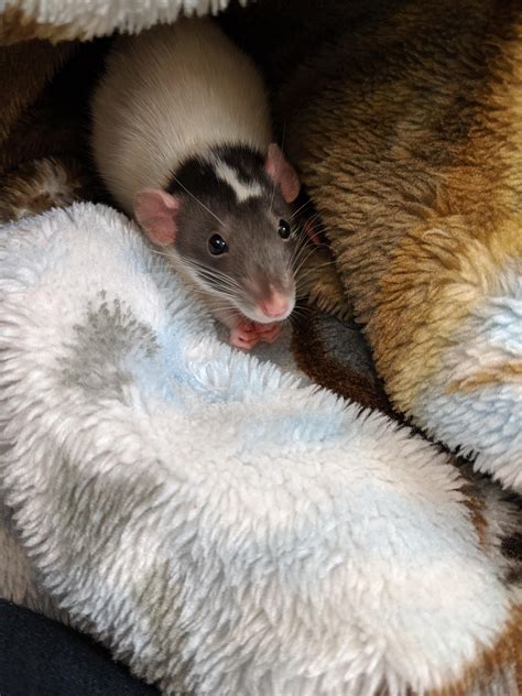 My Girl Danielle Ratcliffe R Rats