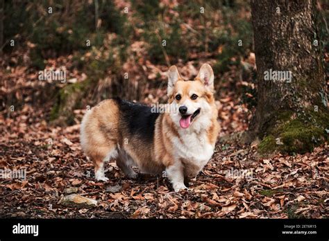 Le corgi gallois Pembroke tricolore se promène dans la forêt d automne et aime la vie Le plus