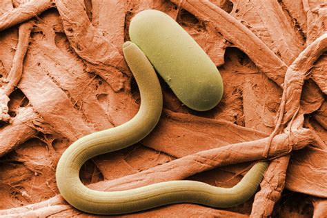 Soybean Cyst Nematode National Invasive Species Information Center