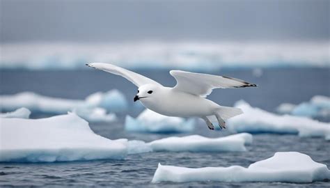 Ivory Gull Facts
