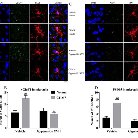 Gypenoside Xvii Prevented Synaptic Pruning In The Prefrontal Cortex N