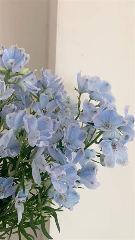 Pin On Цветы на обои Flower Aesthetic Blue Flowers Beautiful Flowers