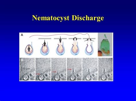 Stages Of Nematocyst Discharge Cnidocyst Structure And The