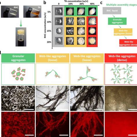 Synthesis And Characterization Of The Rhc Ta Hydrogels A Optical Download Scientific Diagram