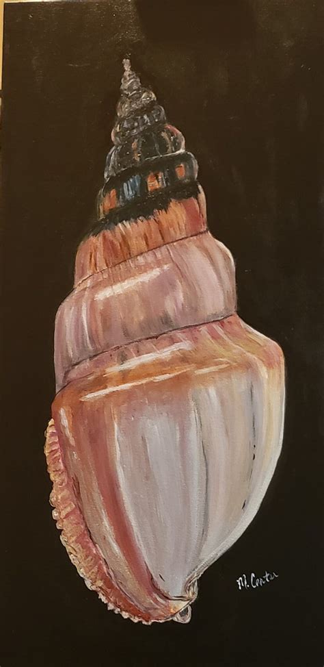 Banded Tulip Sea Shell Etsy