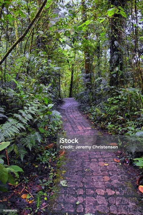 Monteverde Cloud Forest Reserve 하이킹 경로 식물 및 나무의 전망 푼타레나스 및 알라 주엘라 지방 내의
