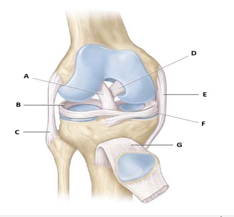 Anatomy Lab Practical 2 Diagram Quizlet