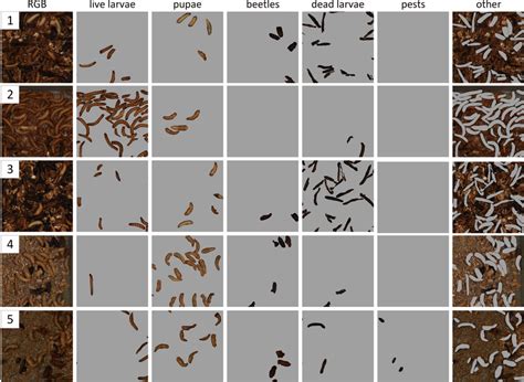 Results Of The Instance Segmentation For Live Larvae Pupae Beetles