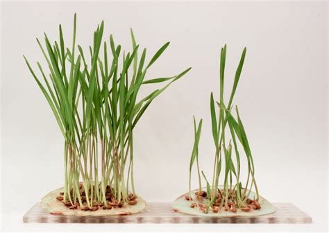 High Oxygen Seed Test Wur